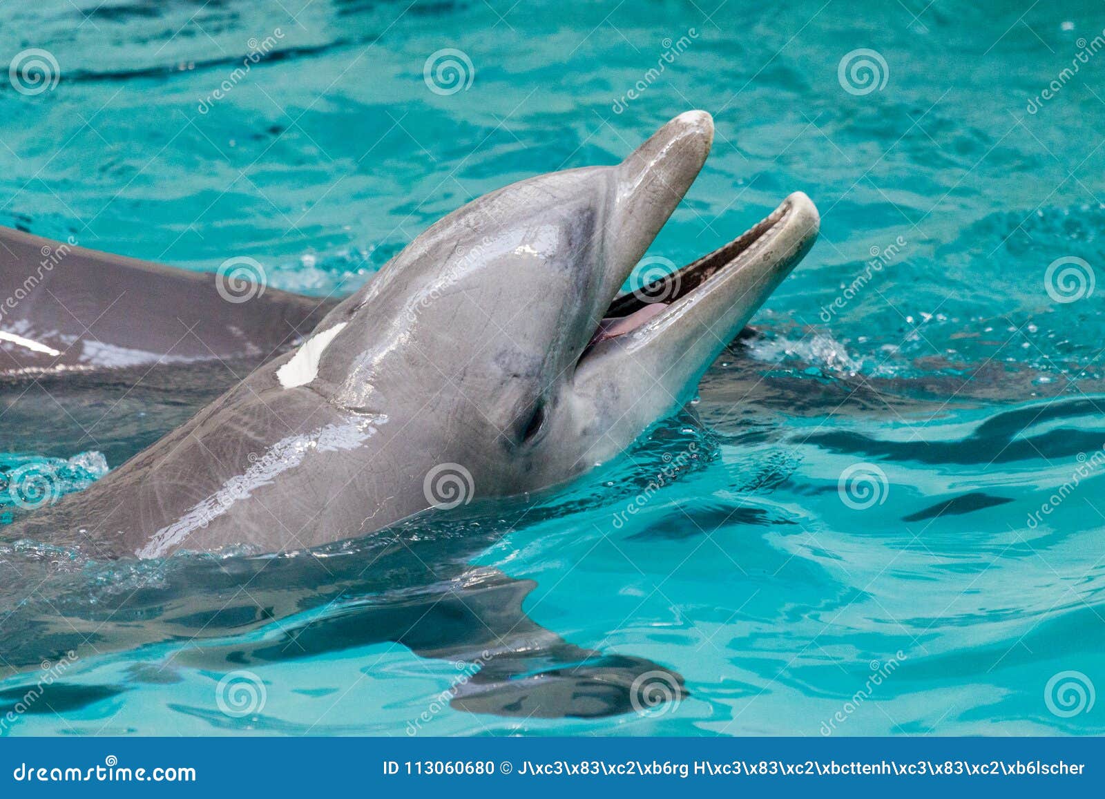 Dolphin Swims in a Large Pool Stock Photo - Image of aquatic, marine ...