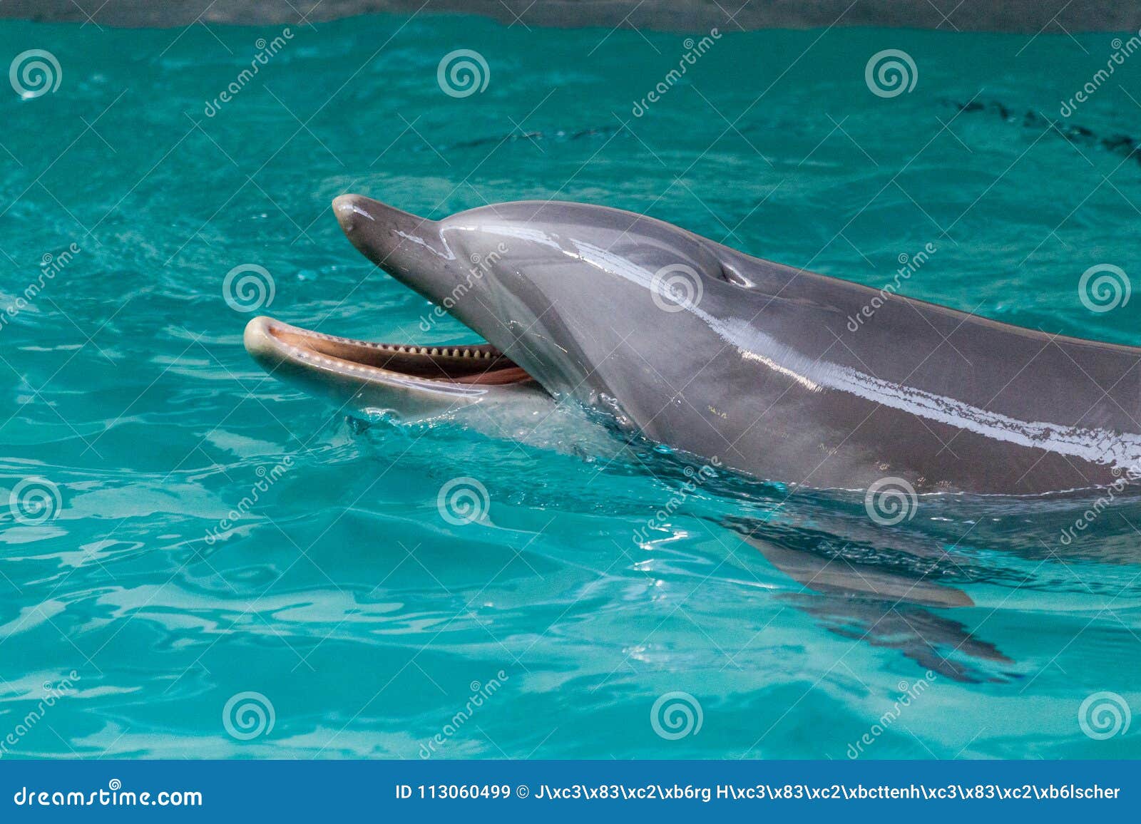 Dolphin Swims in a Large Pool Stock Image - Image of nature, diving ...
