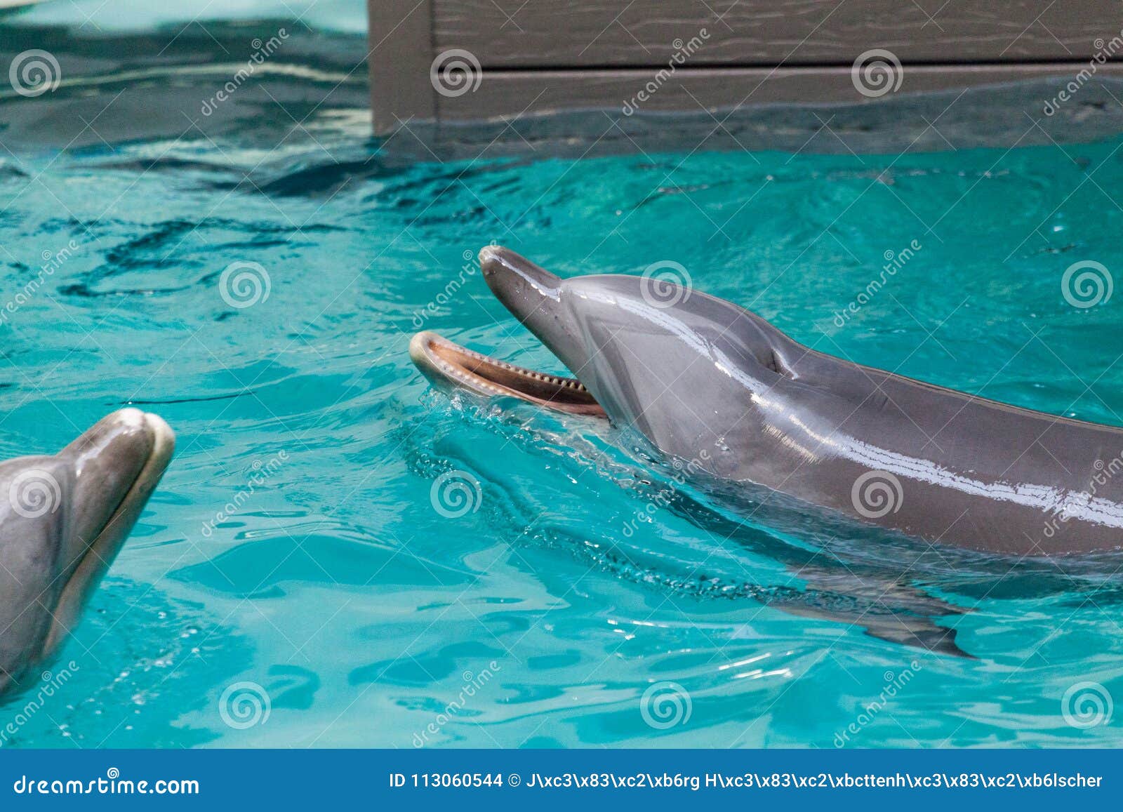 Dolphin Swims in a Large Pool Stock Photo - Image of happy, mammal ...