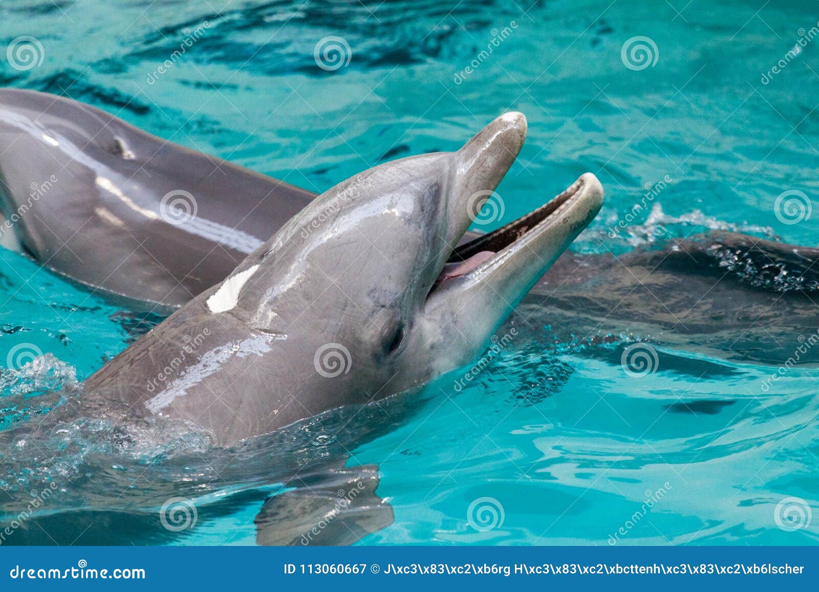 Dolphin Swims in a Large Pool Stock Image - Image of mammal, dolphins ...