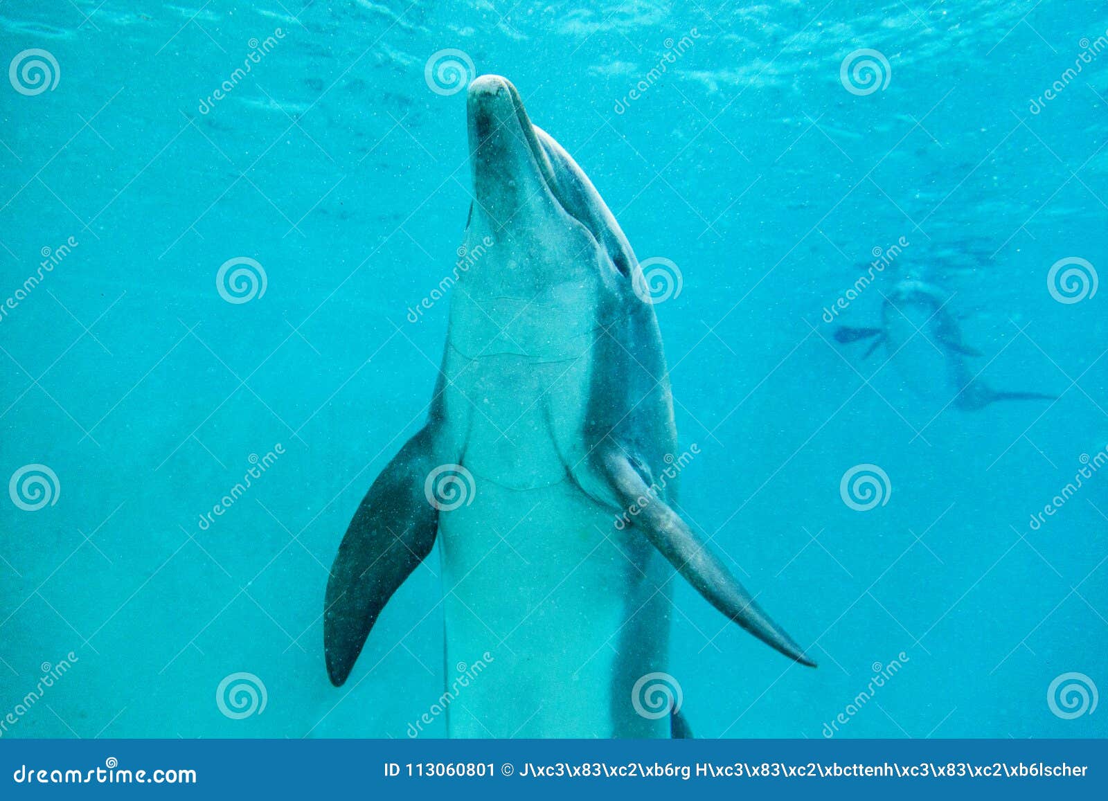Dolphin Swims in a Large Pool Stock Image - Image of mammal, swim ...
