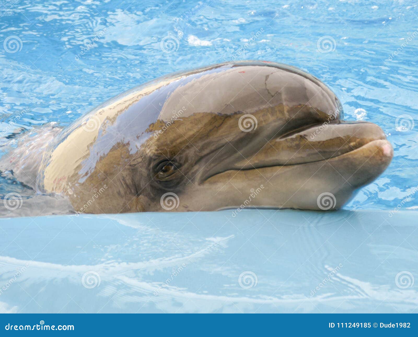 Dolphin in the pool stock image. Image of dolphin, animal - 111249185