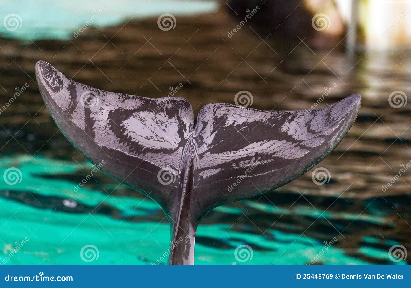 Dolphin tail stock image. Image of flipper, nature, mammal - 25448769