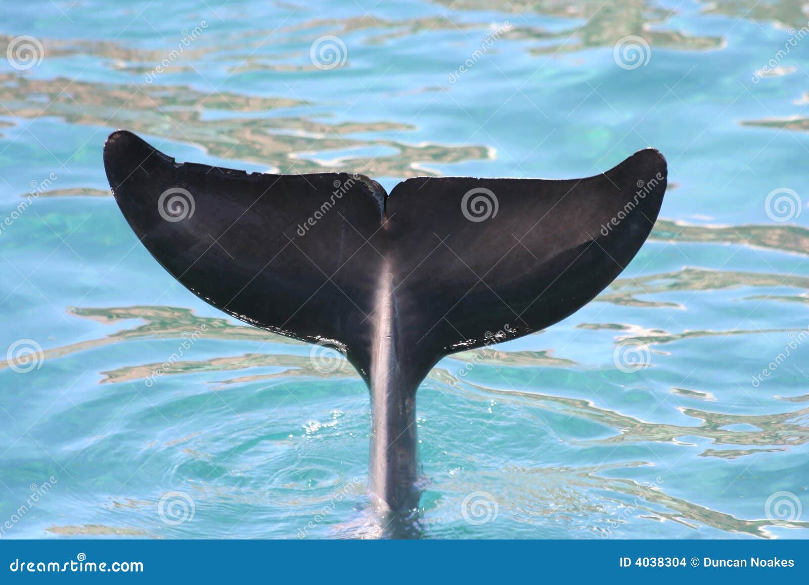 Dolphin Tail stock photo. Image of dolphin, whale, creature - 4038304 Dolphin Tail stock photo. Image of dolphin, whale, creature - 4038304
