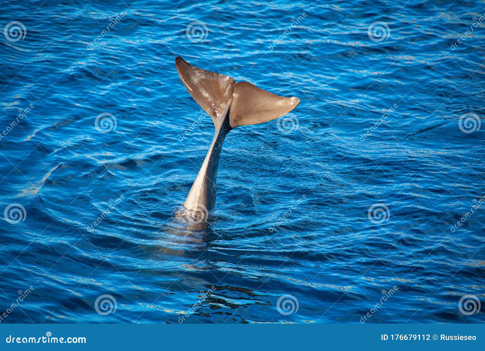 Dolphin tail stock photo. Image of animal, diver, happy - 176679112