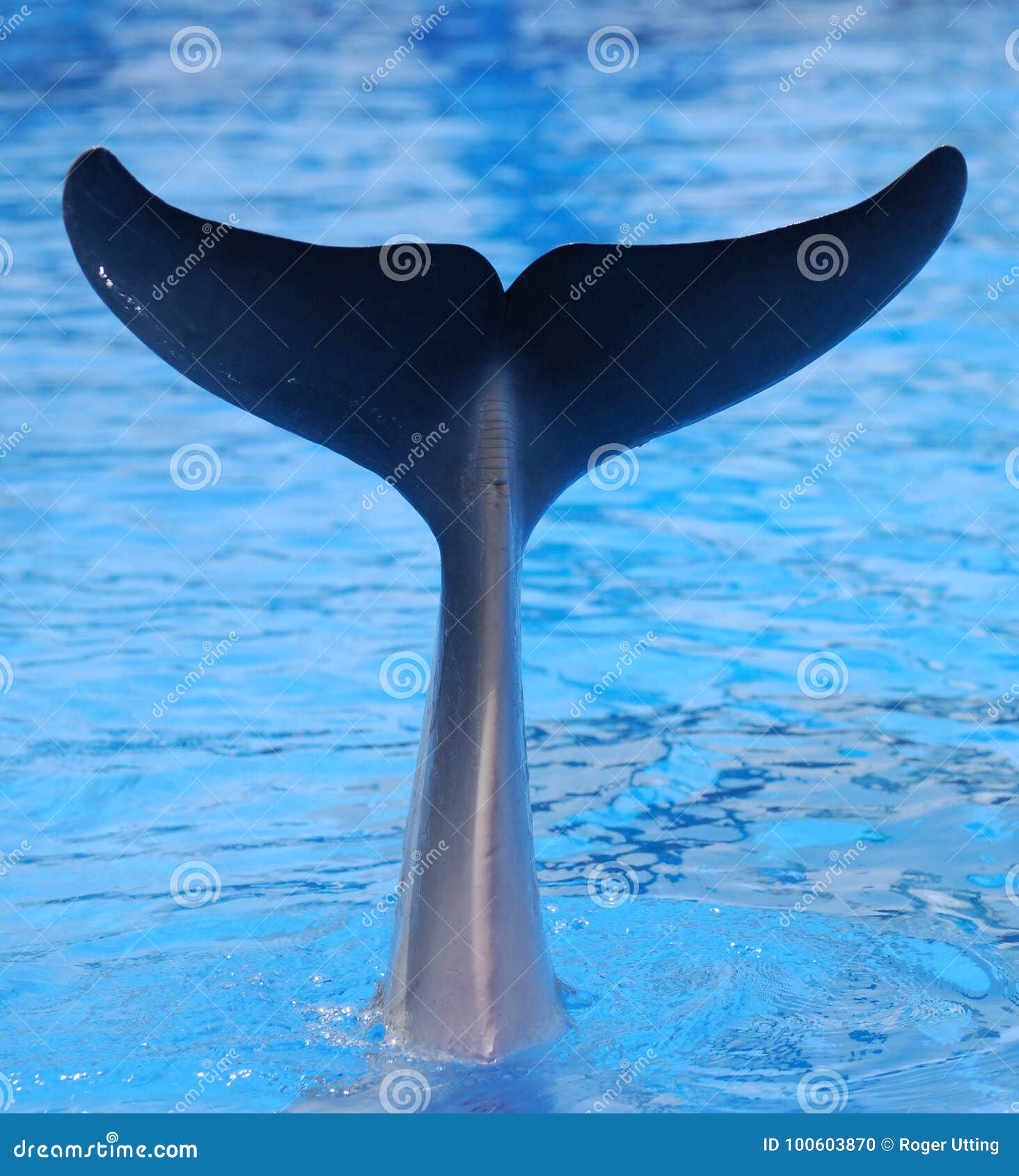 A dolphin tail stock photo. Image of common, nature - 100603870 A dolphin tail stock photo. Image of common, nature - 100603870