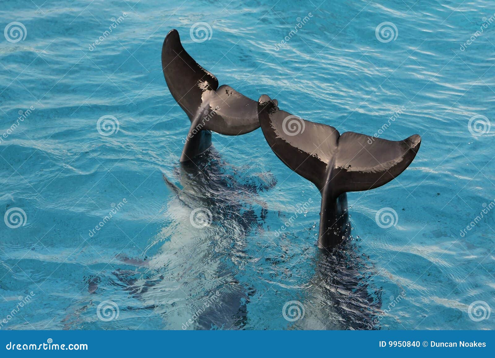 Dolphin Tail Fins stock photo. Image of bottlenose, flukes - 9950840