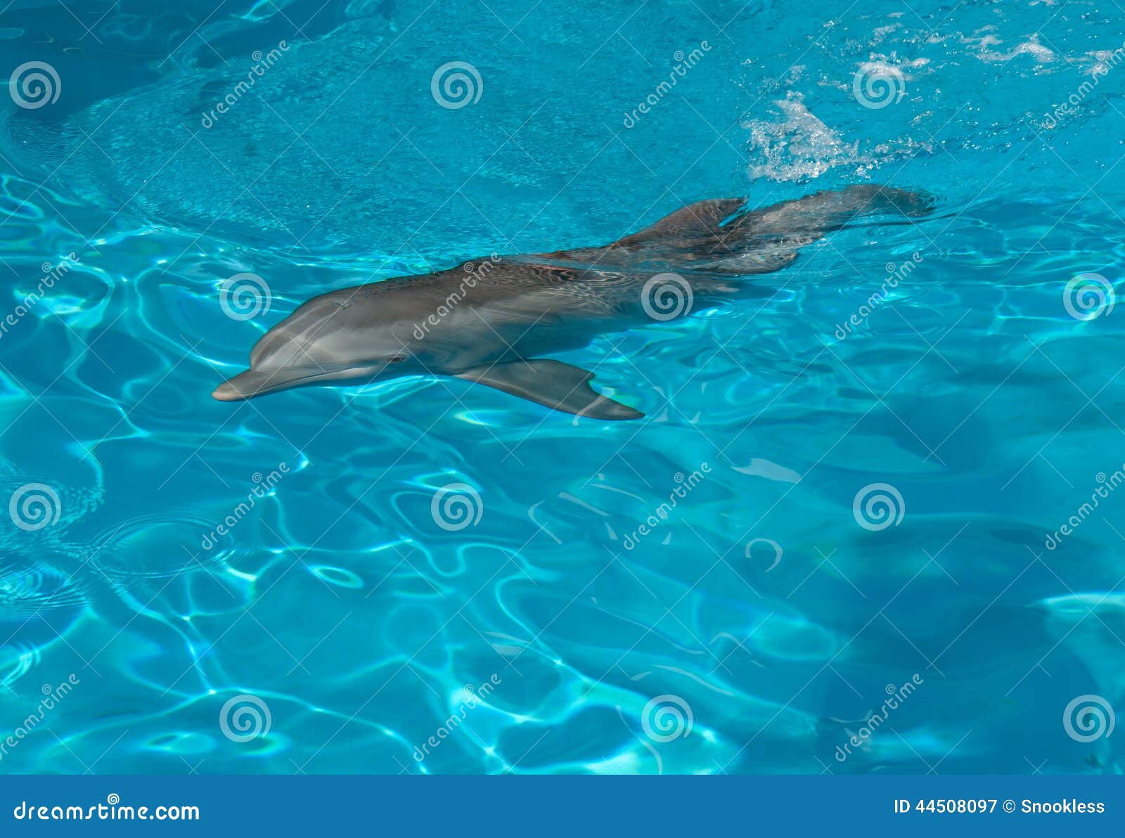 Dolphin without Tail stock image. Image of tropical, winter - 44508097
