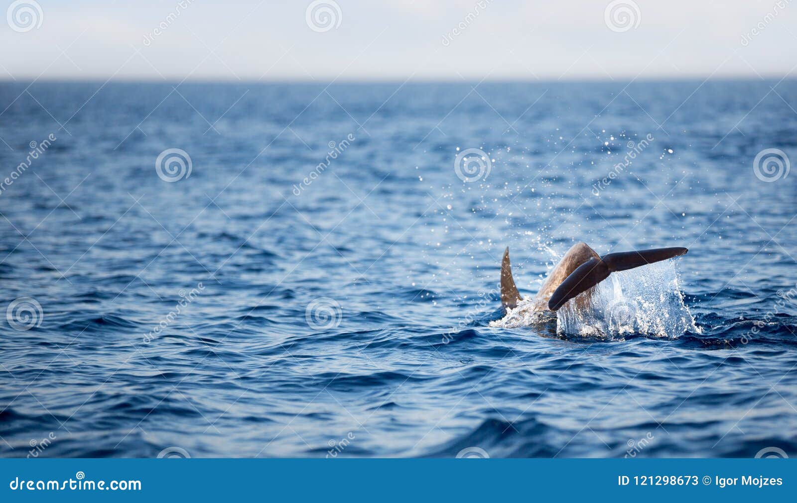 Dolphin Tail stock image. Image of dolphins, background - 121298673