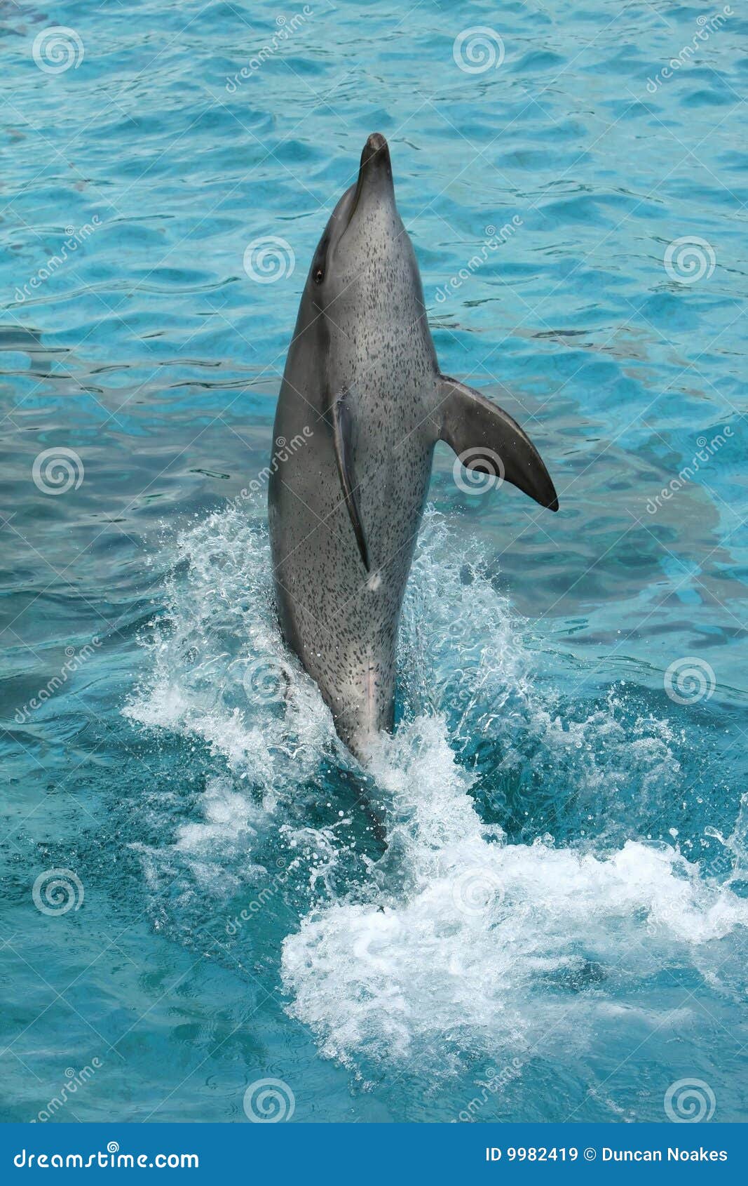 Dolphin Tail Walking stock image. Image of flipper, life - 9982419