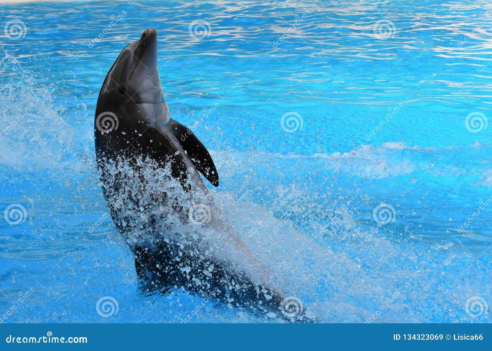 Dolphin on the Tail in Water Stock Image - Image of daytime, gray ...