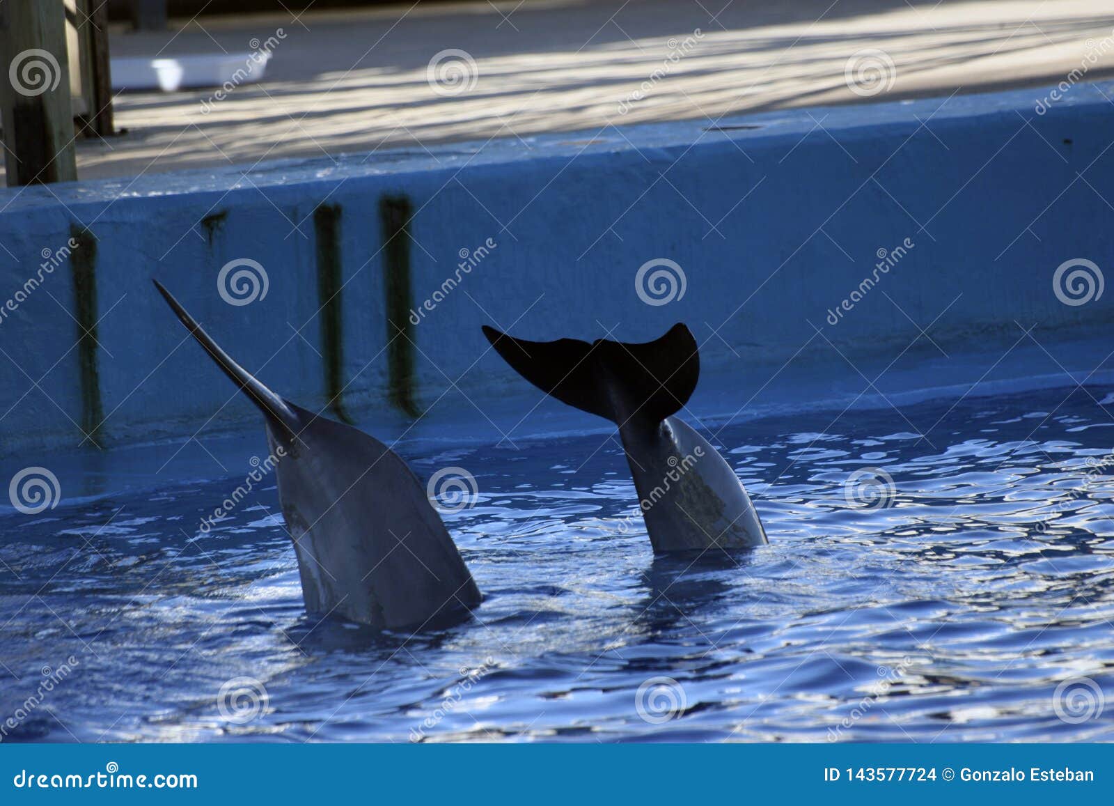 Dolphin Tails in the Aquarium Stock Photo - Image of swimming, grey ...