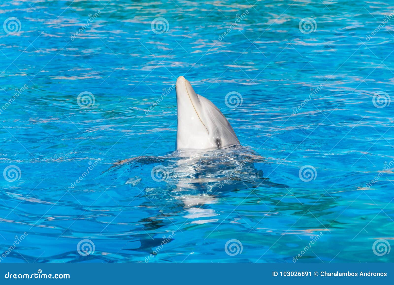 Dolphin stock image. Image of wildlife, look, ocean - 103026891