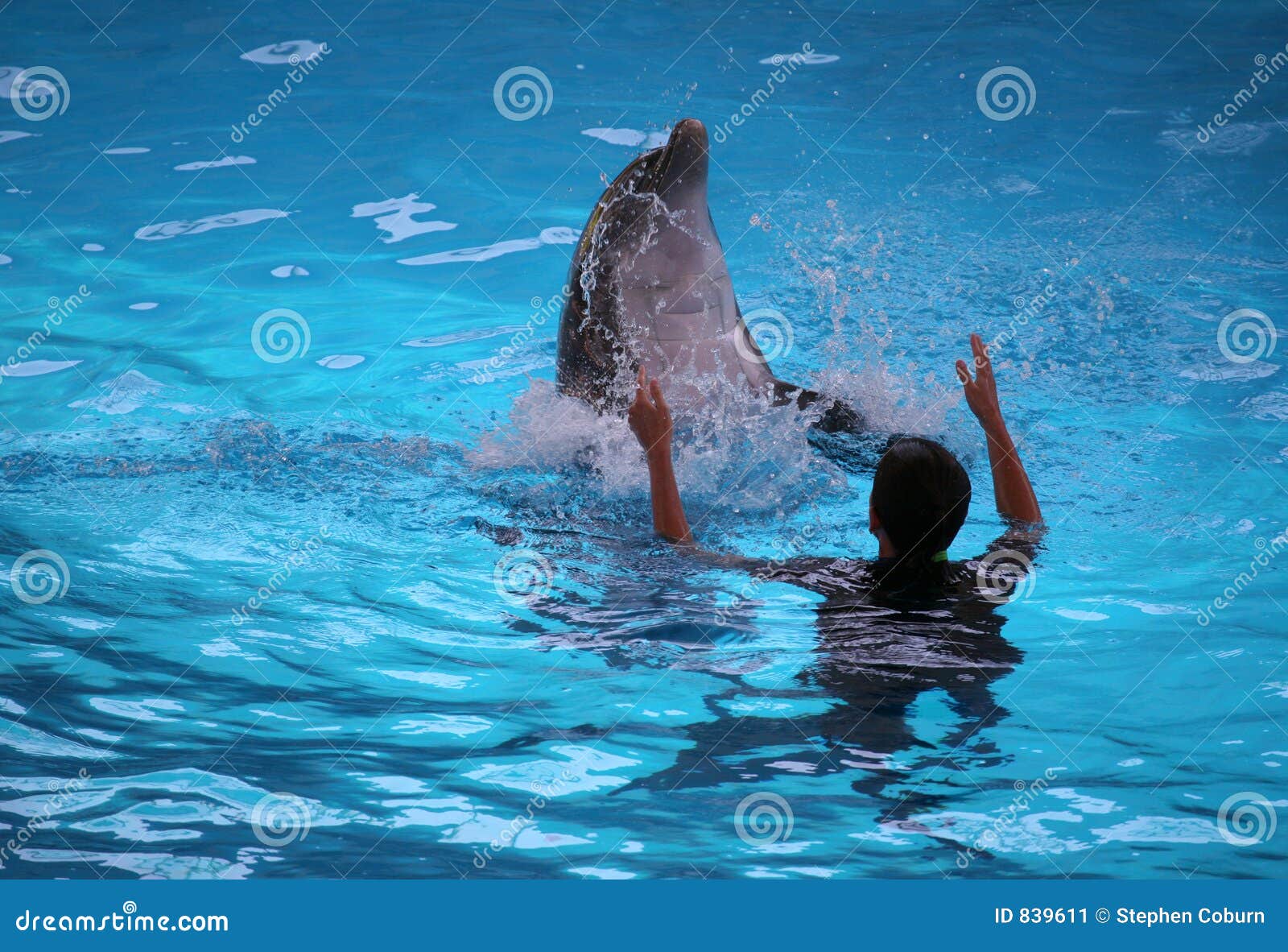 Dolphin and Trainer stock image. Image of beauty, train - 839611