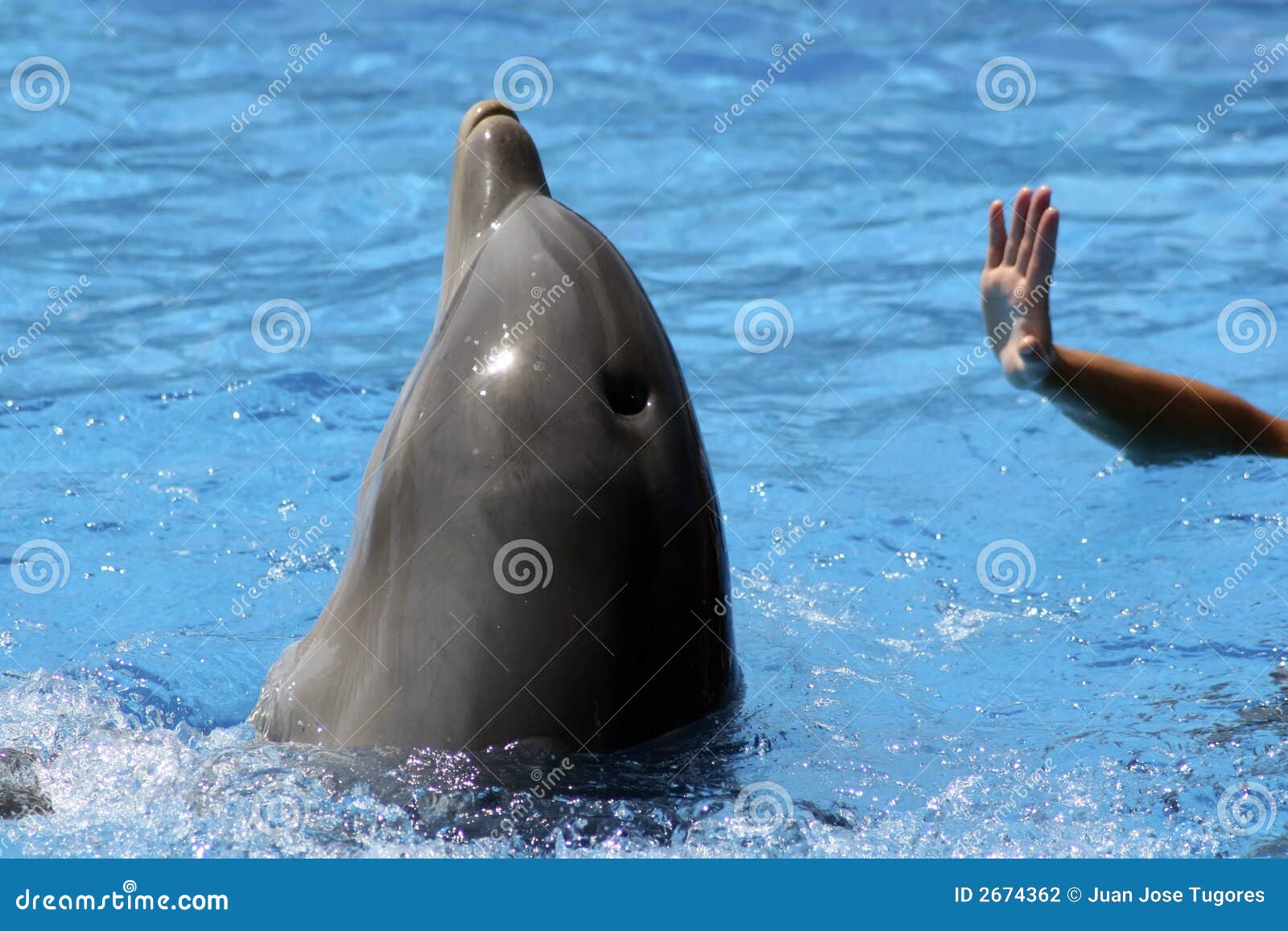 Dolphin in Training stock photo. Image of command, captive - 2674362