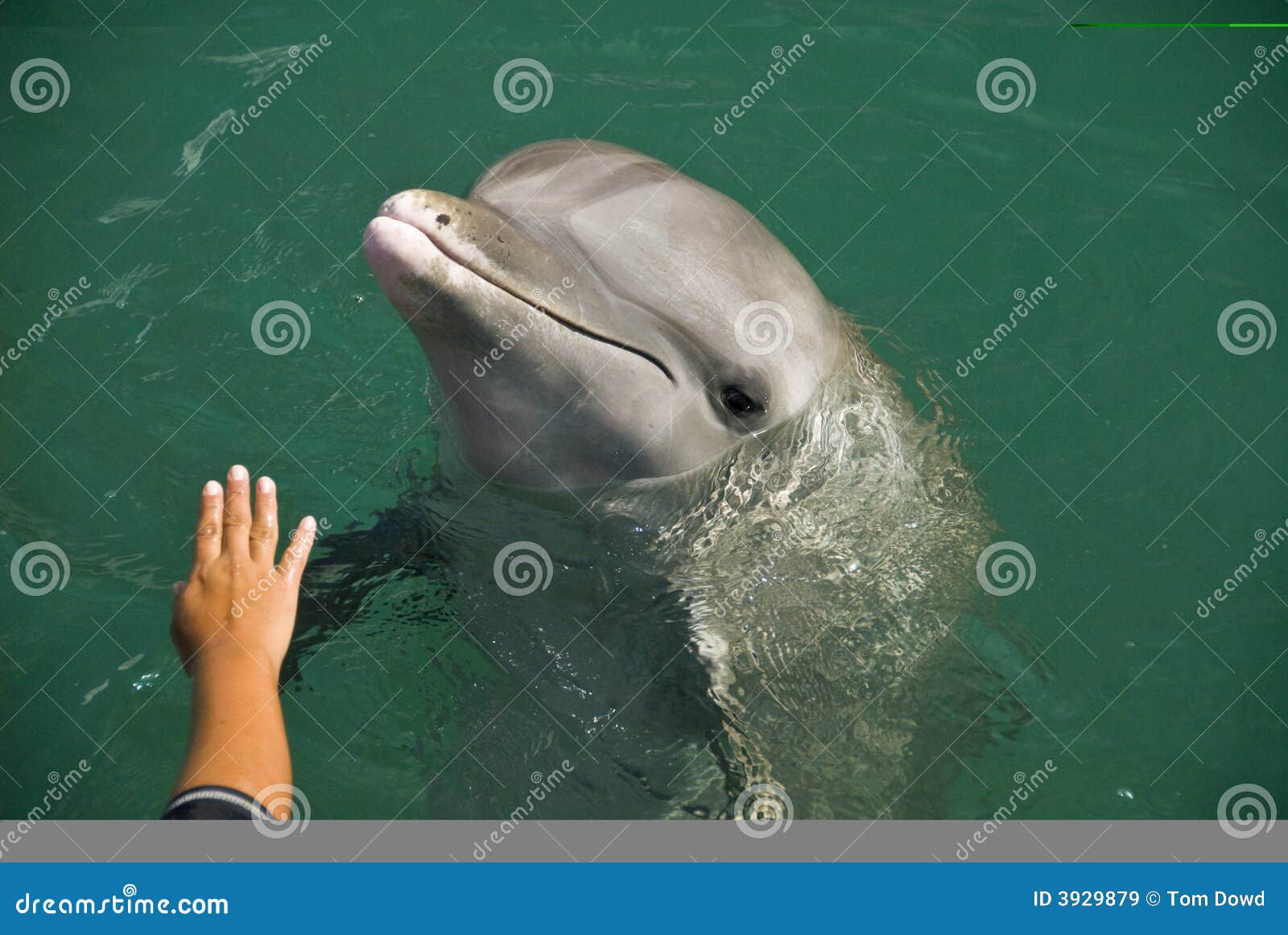 Dolphin Training stock image. Image of aquarium, signal - 3929879