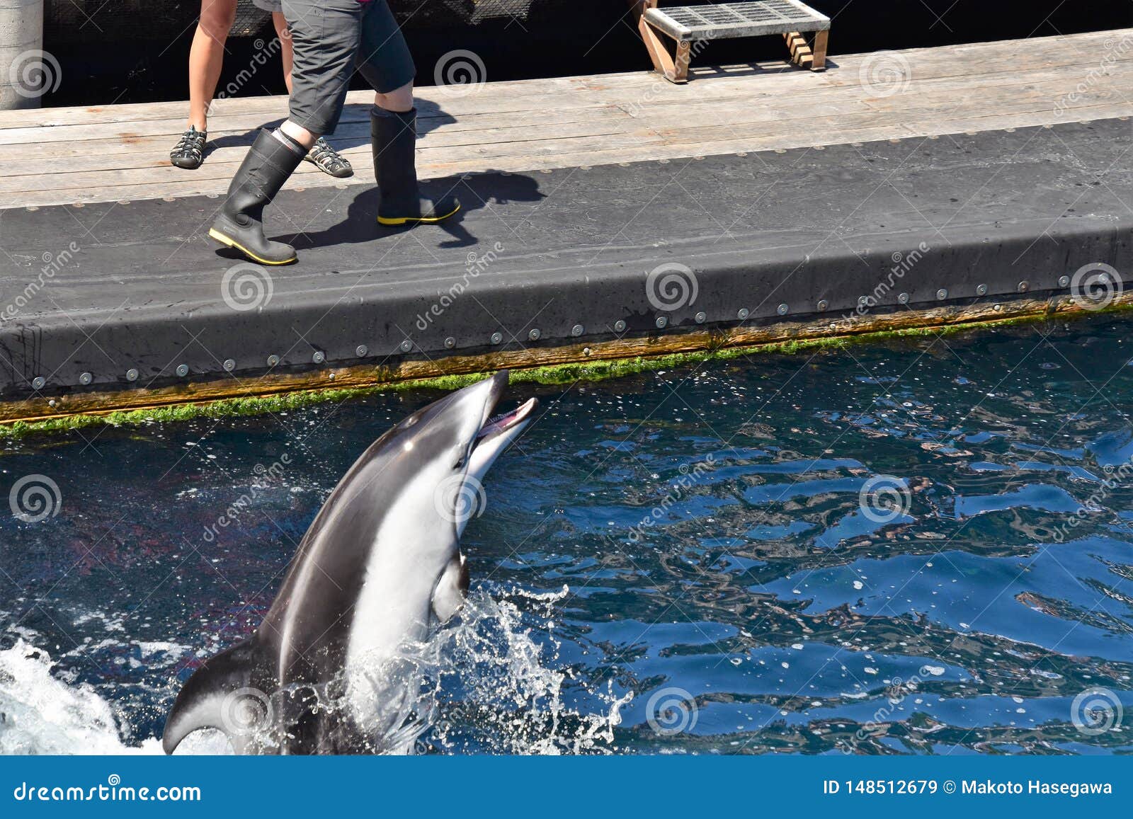 A Dolphin on Training. Vancouver BC Canada Stock Image - Image of ...