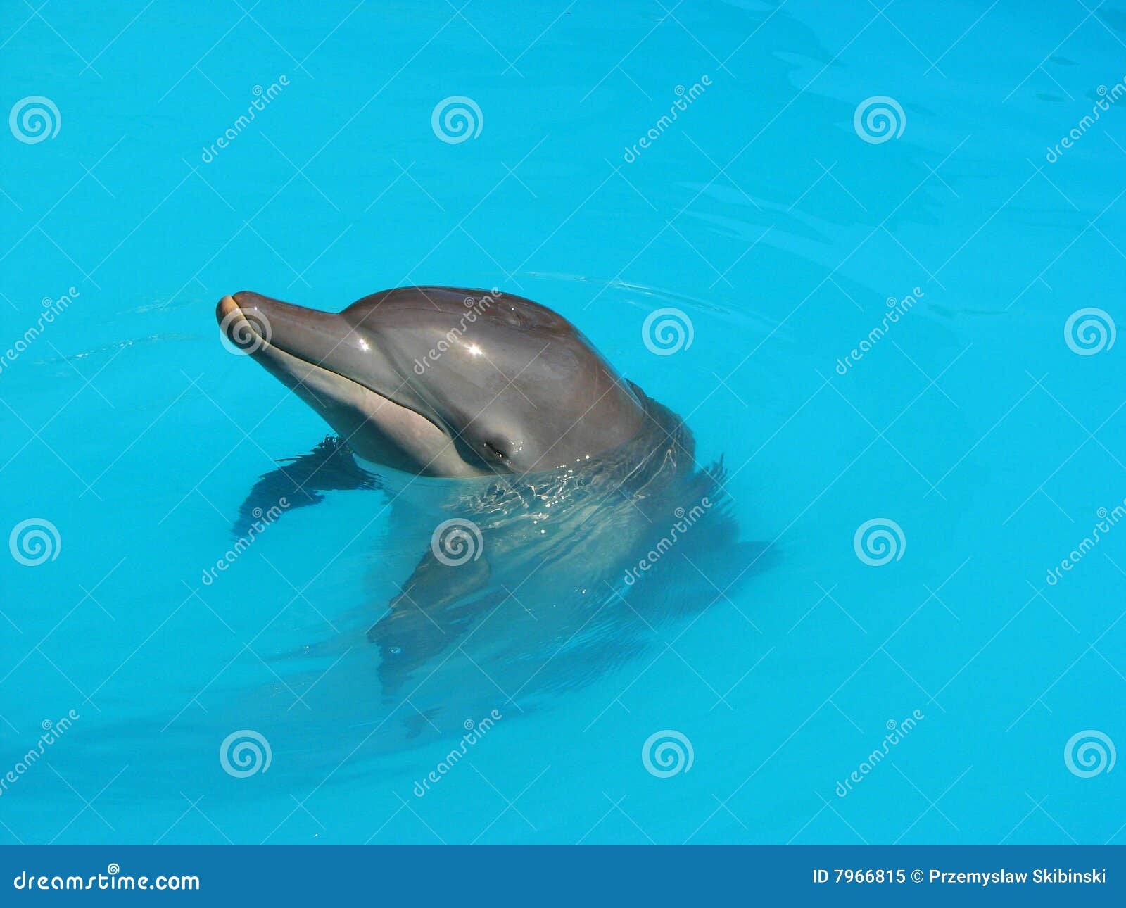 Dolphin in turquoise water stock image. Image of deep - 7966815