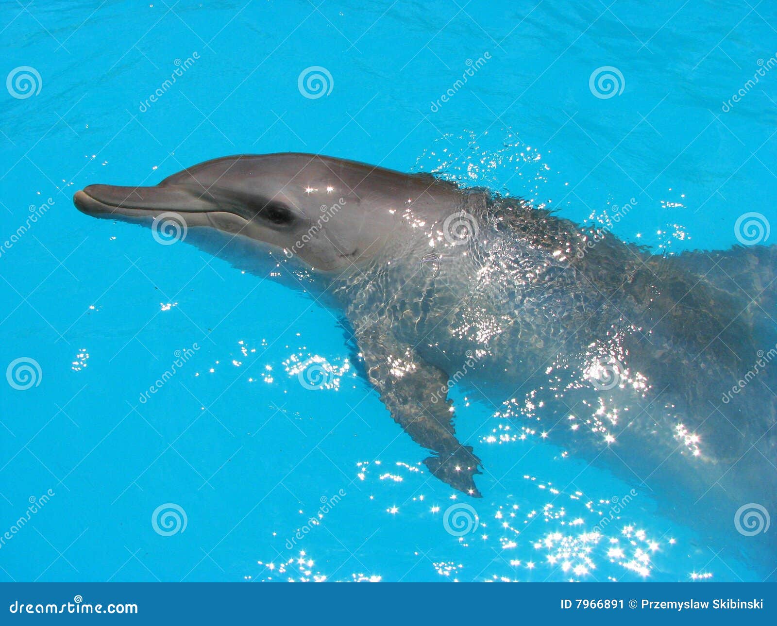 Dolphin in turquoise water stock image. Image of ocean - 7966891