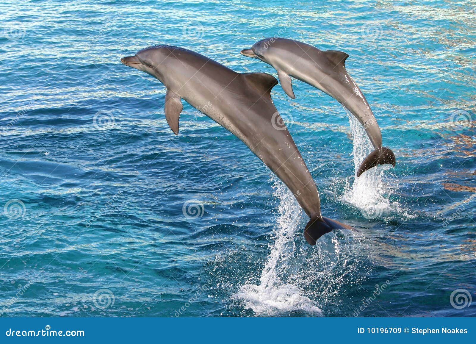 Dolphin two stock image. Image of play, blue, flipper - 10196709