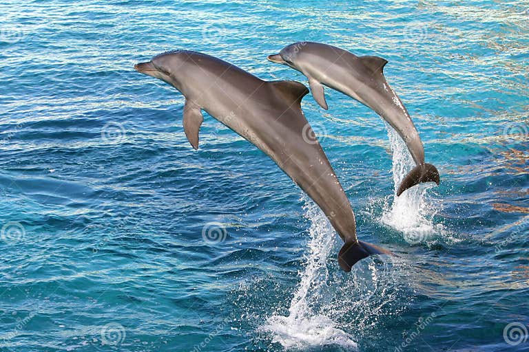 Dolphin two stock image. Image of play, blue, flipper - 10196709