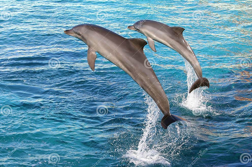 Dolphin two stock image. Image of play, blue, flipper - 10196709