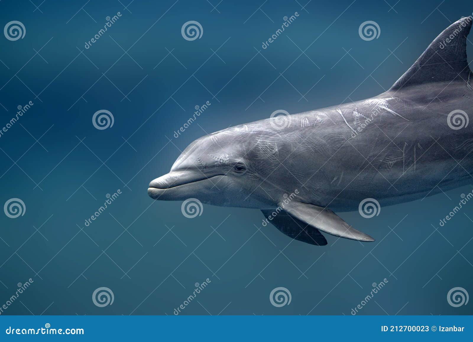 Dolphin Underwater Close Up Isolated on Blue Stock Image - Image of ...