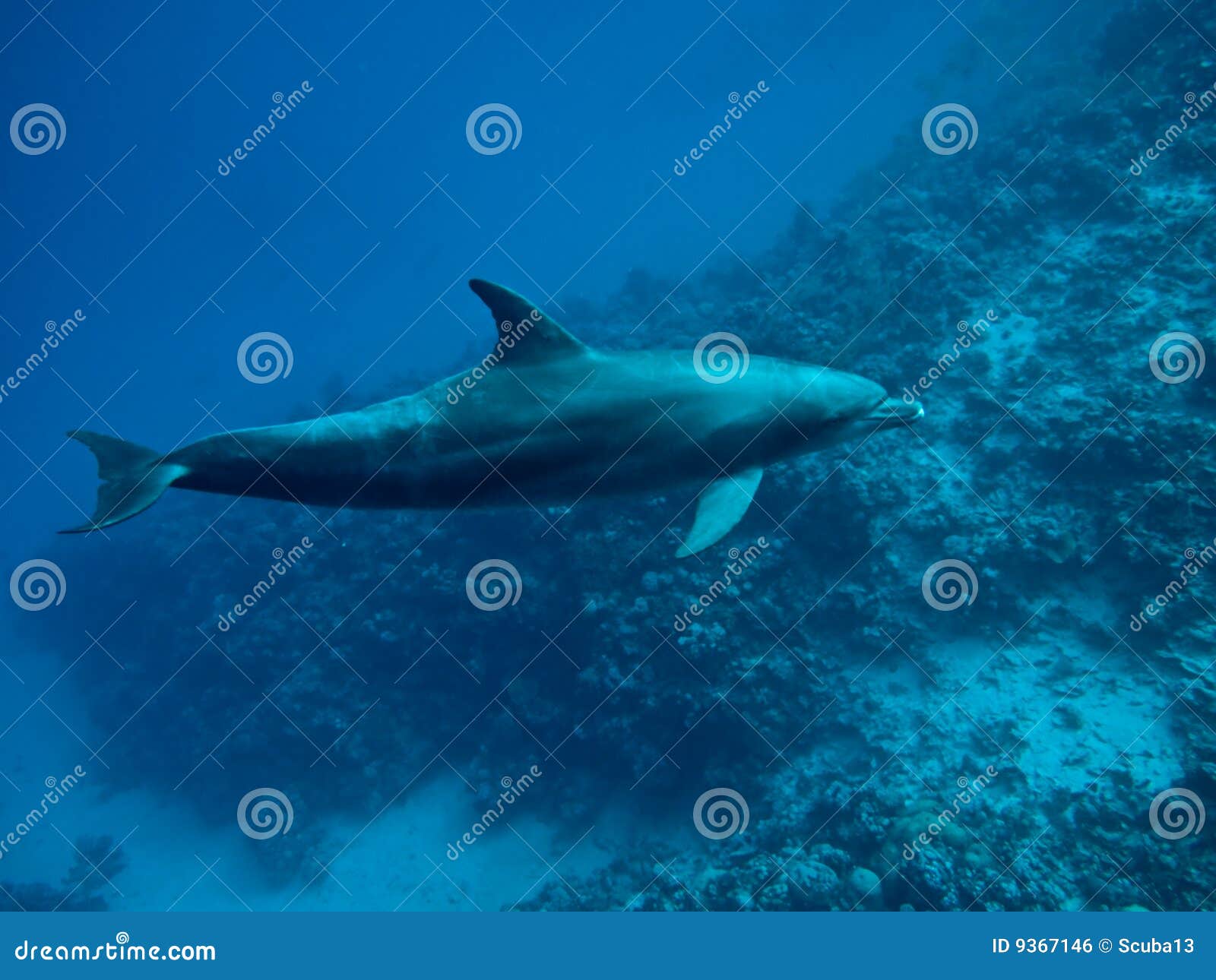 Dolphin underwater IV stock photo. Image of corals, ocean - 9367146