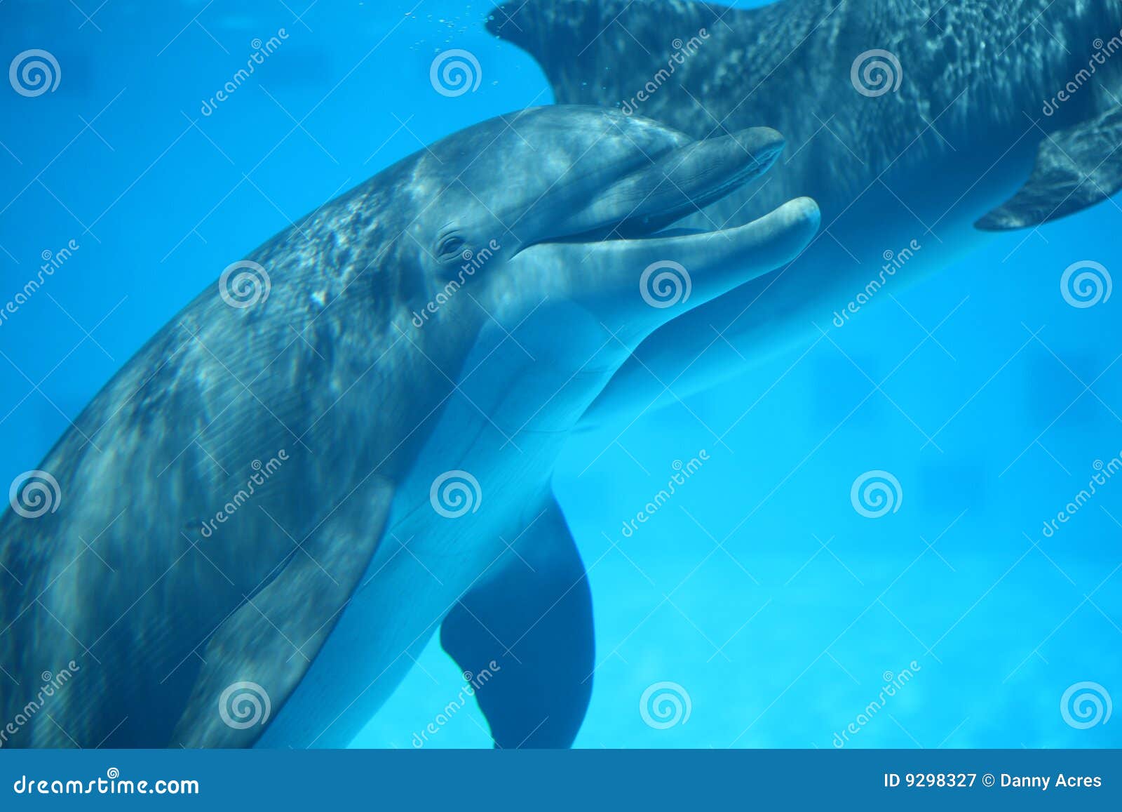 Dolphin Underwater Laughing Stock Image - Image of nose, aquatic: 9298327