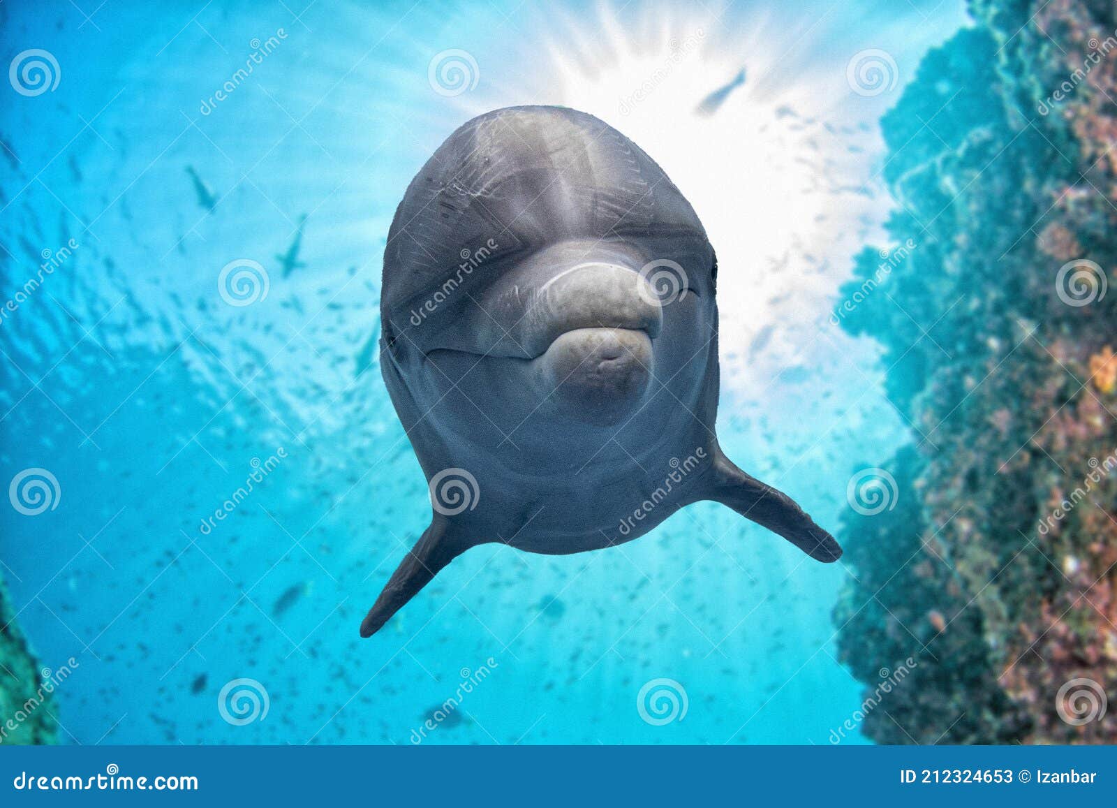 Dolphin Underwater on the Reef Background Stock Image - Image of ocean ...
