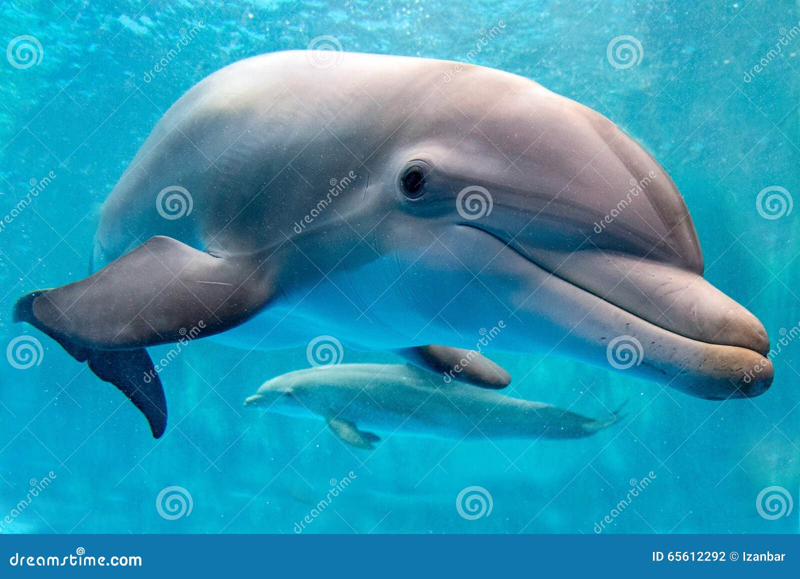 Dolphin Underwater on Reef Background Stock Photo - Image of fish ...
