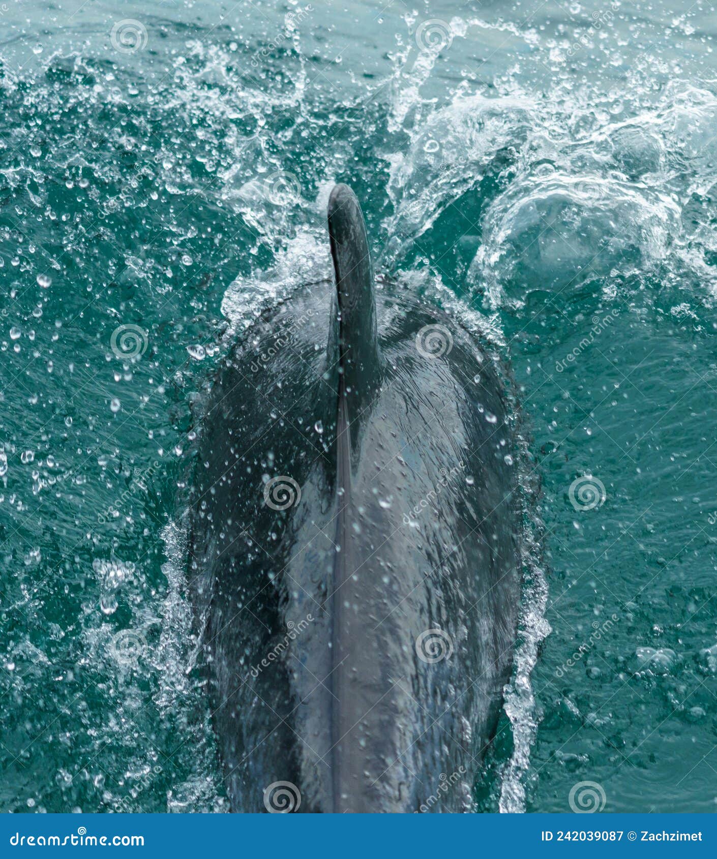 Dolphin Viewed from Directly Behind As it Races in Front of a Boat ...