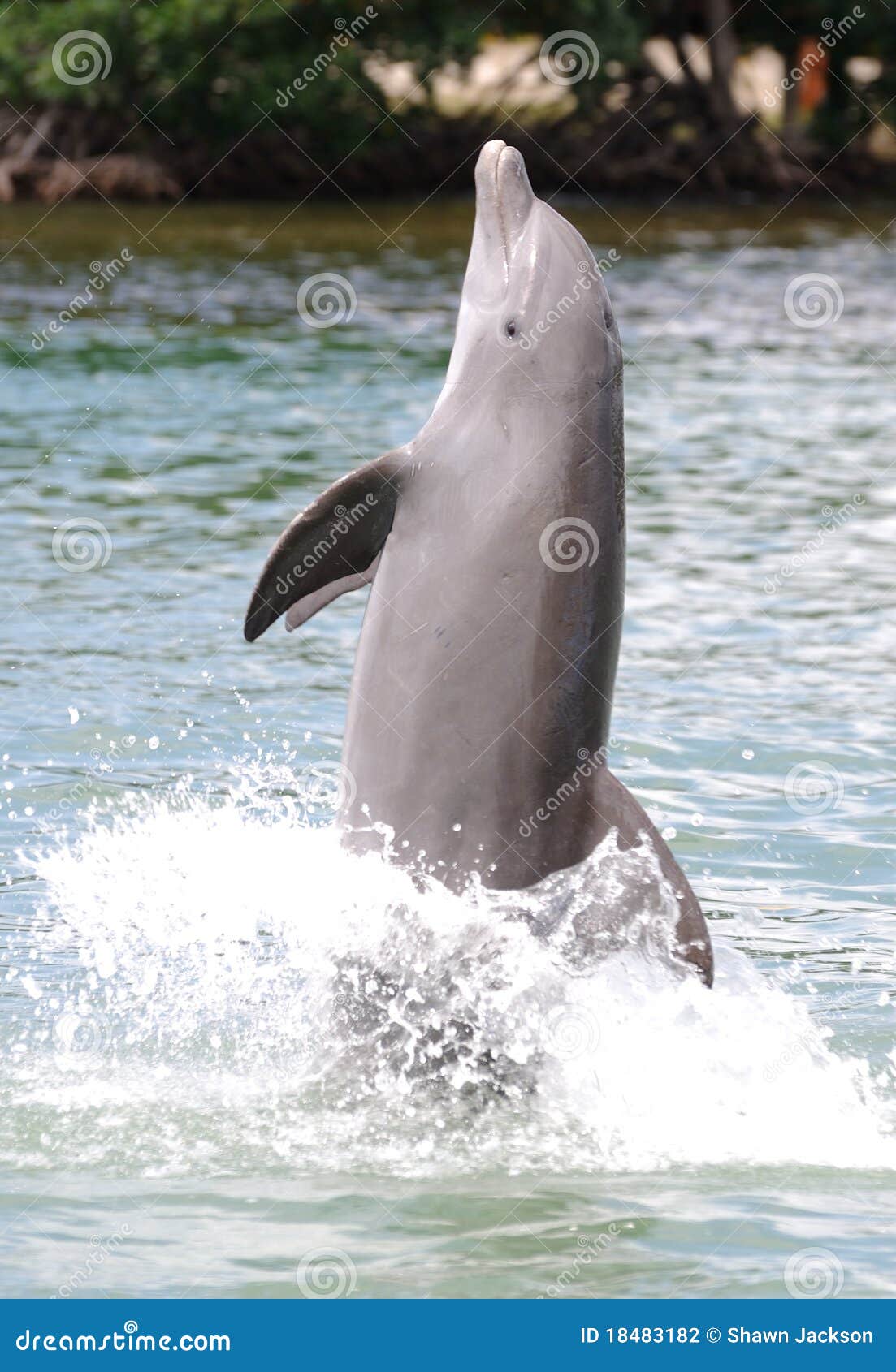 Dolphin walking on tail stock photo. Image of tail, walks - 18483182