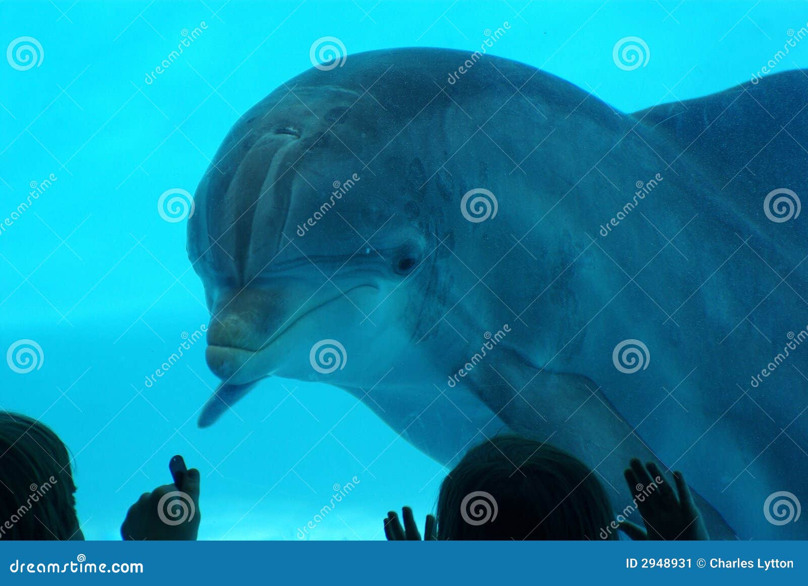 Dolphin Watch stock image. Image of life, amusments, mammals - 2948931