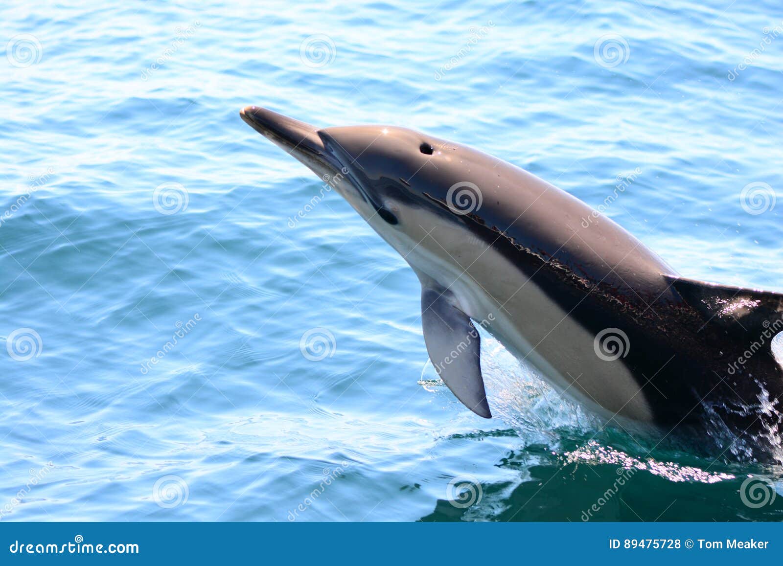 Dolphin watching stock photo. Image of watching, dolphin - 89475728