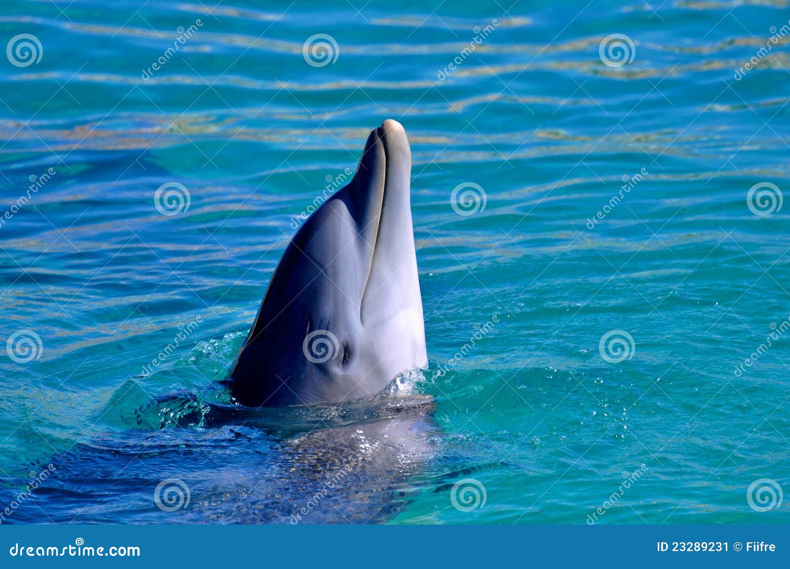 Dolphin in water stock image. Image of mexico, waterpark - 23289231