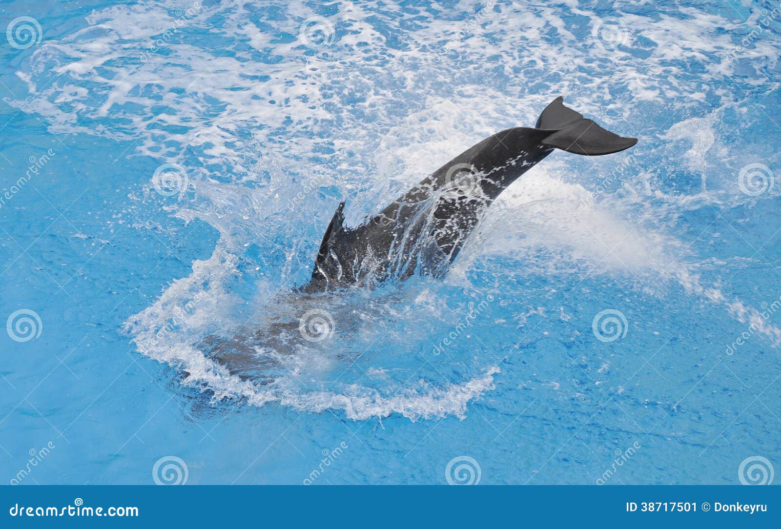 Dolphin in water stock image. Image of dolphin, streamline - 38717501