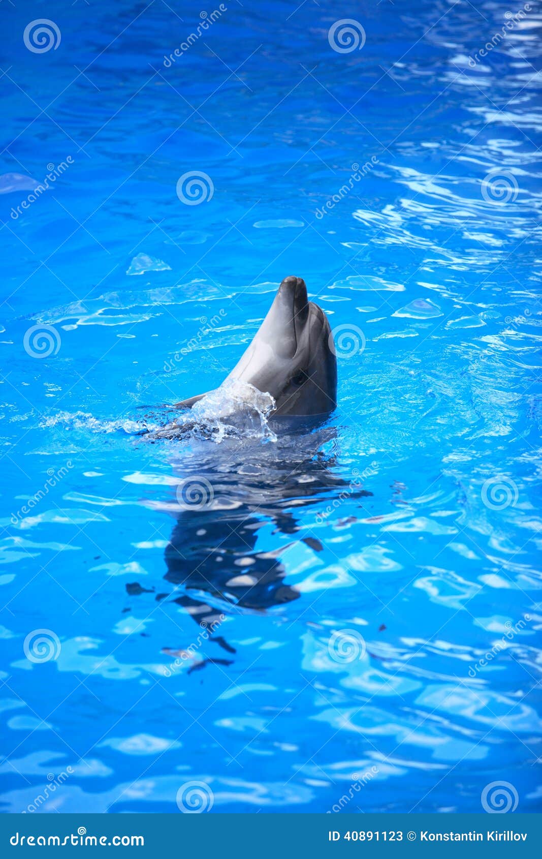 Dolphin Standing On Tail Royalty-Free Stock Photography | CartoonDealer ...