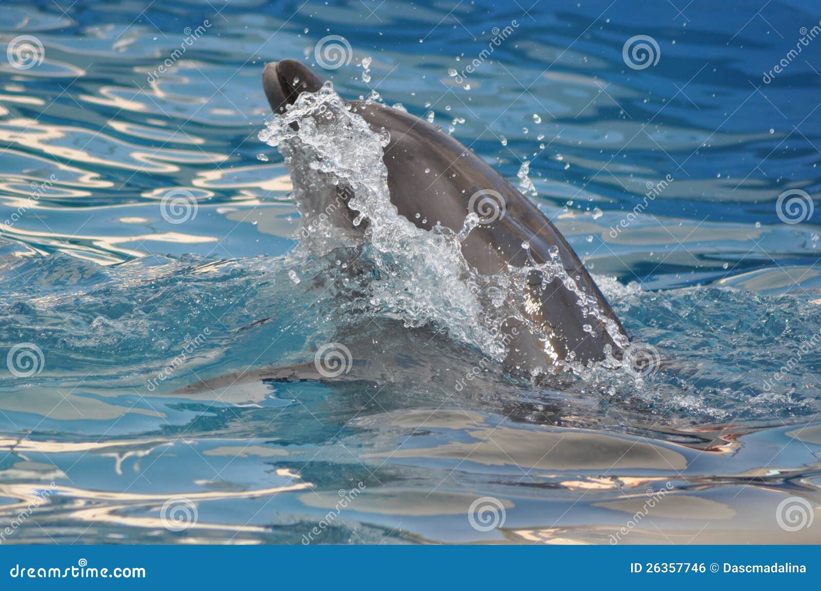 Dolphin water splash stock photo. Image of swim, flipper - 26357746
