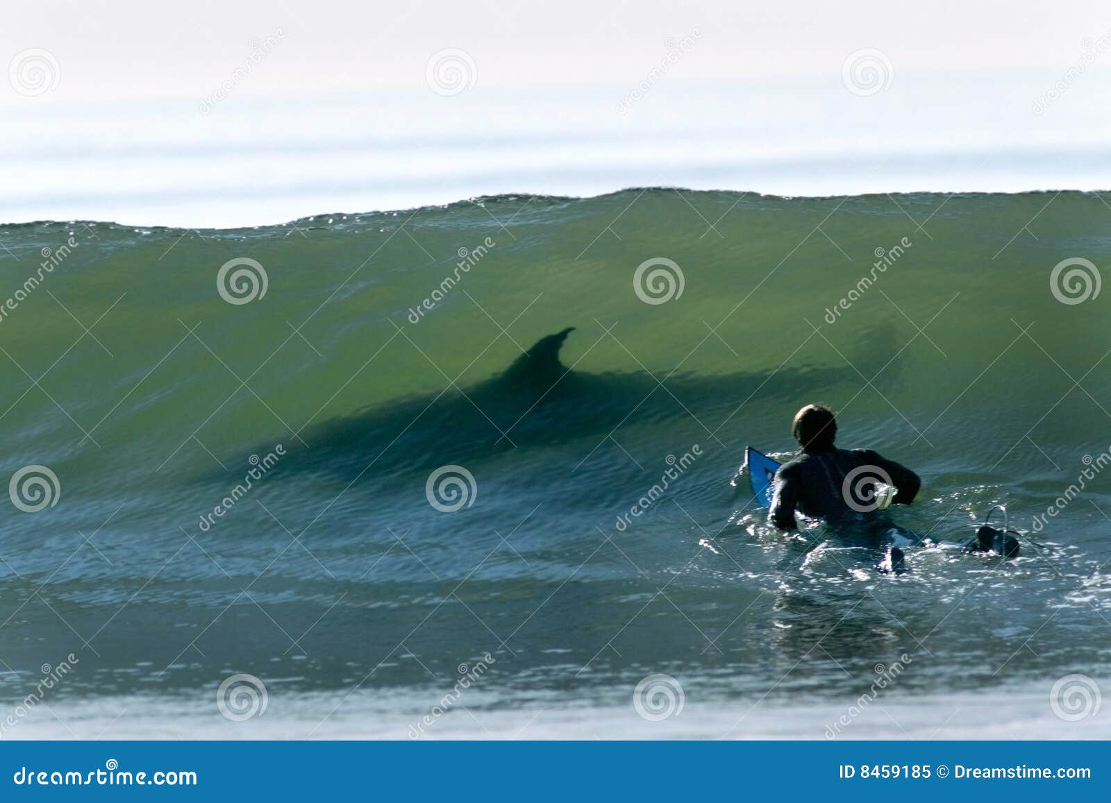 Dolphin in Wave with Surfer Stock Image - Image of water, dolphin: 8459185