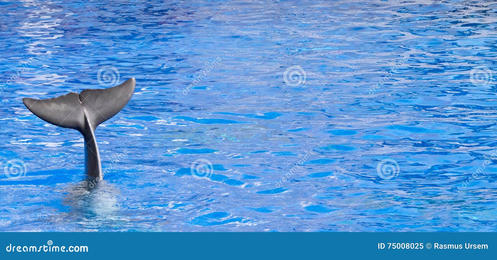 Dolphin Waving Goodbye Tail Stock Photos - Free & Royalty-Free Stock ...