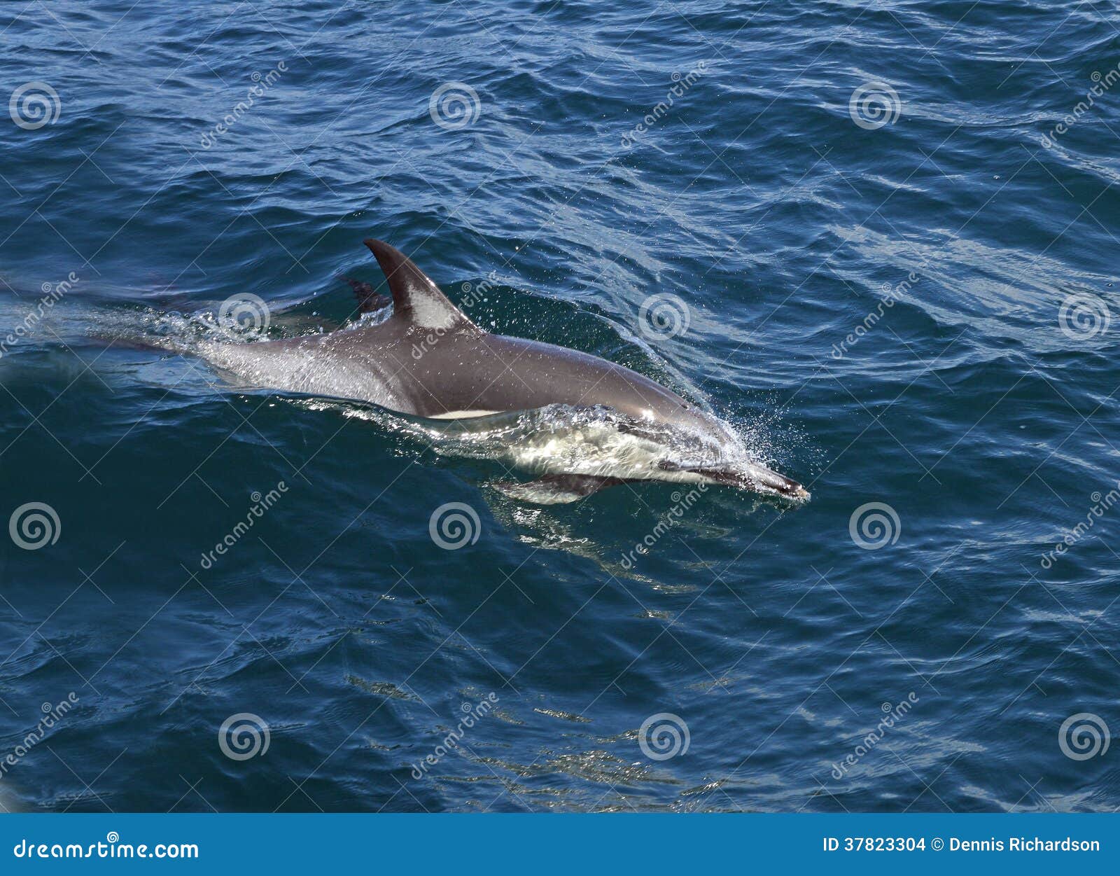Dolphin in the wild stock photo. Image of marine, bottlenosed - 37823304