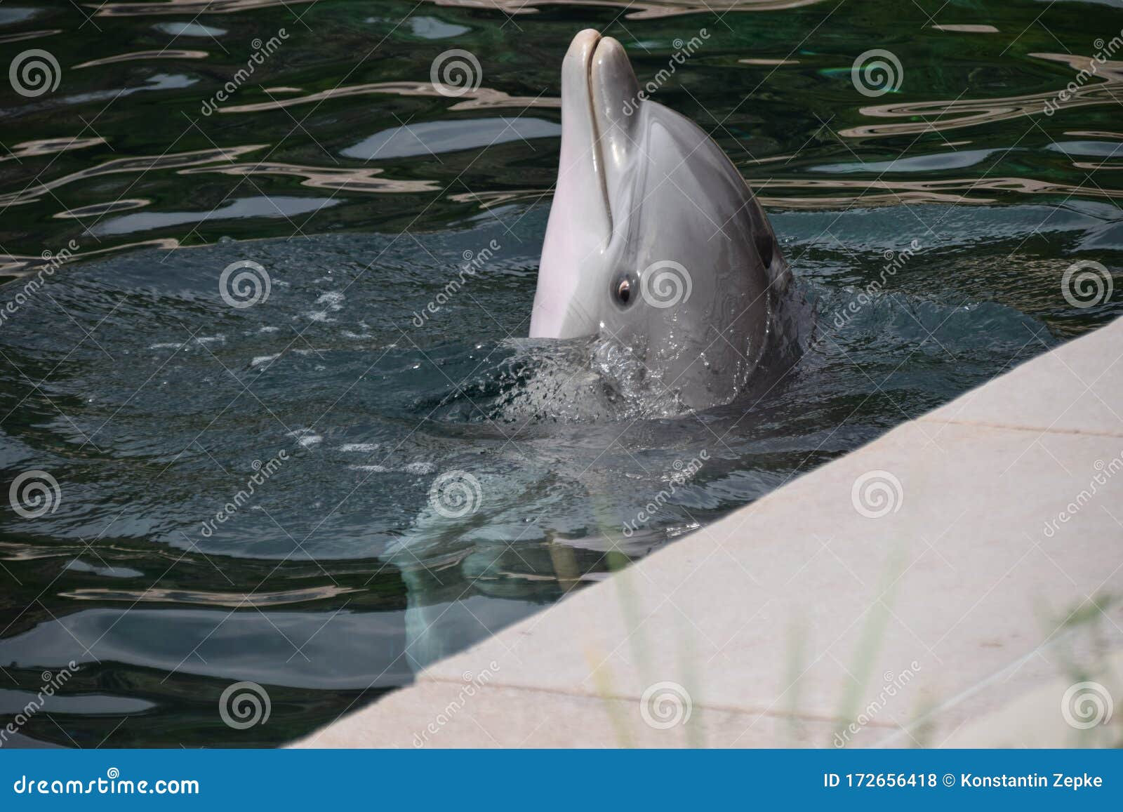 Dolphin in Zoo Nuremberg editorial stock photo. Image of looking ...
