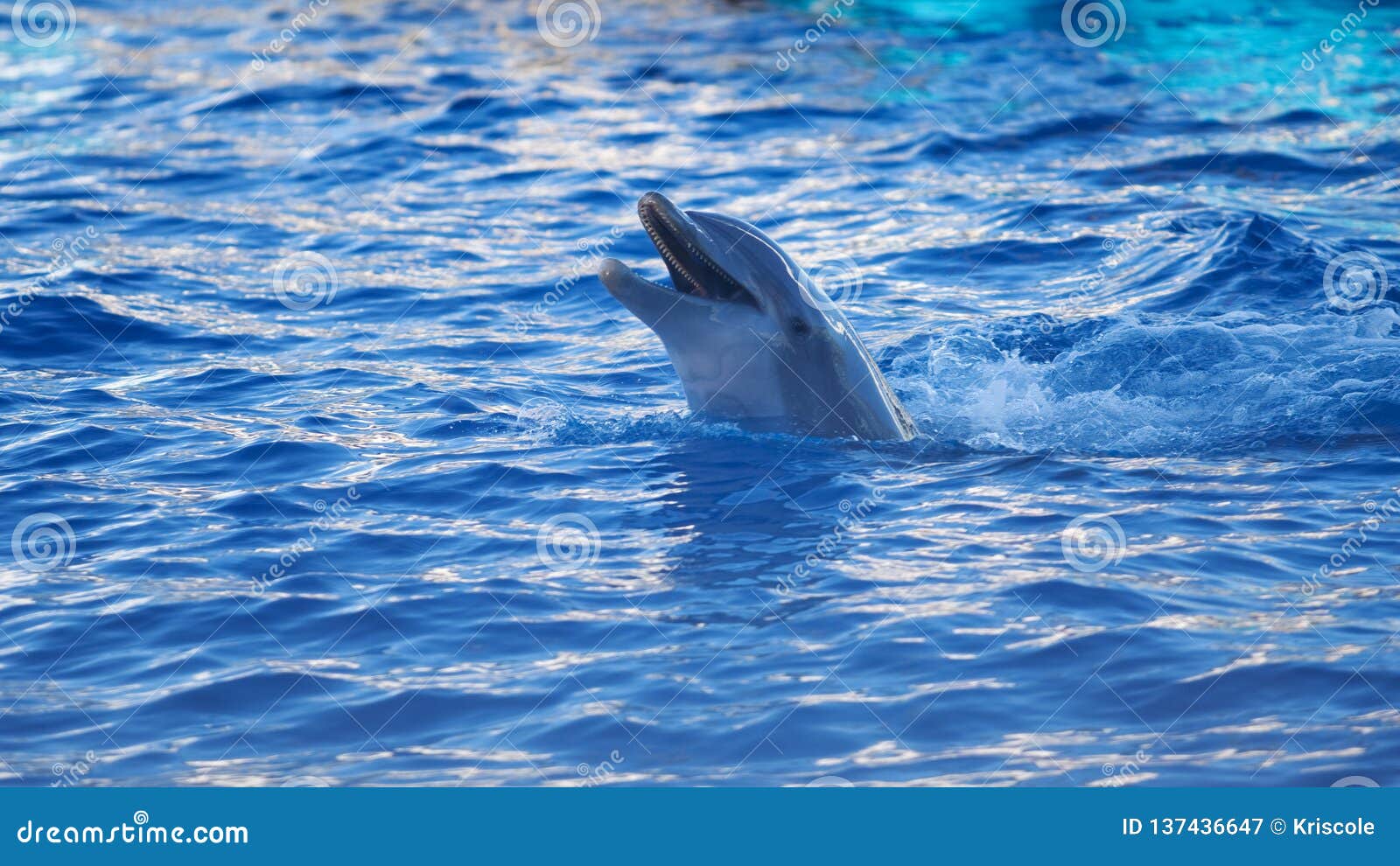 Dolphinarium, Delphinshow Lustiger Lachender Delphin Stockbild - Bild ...