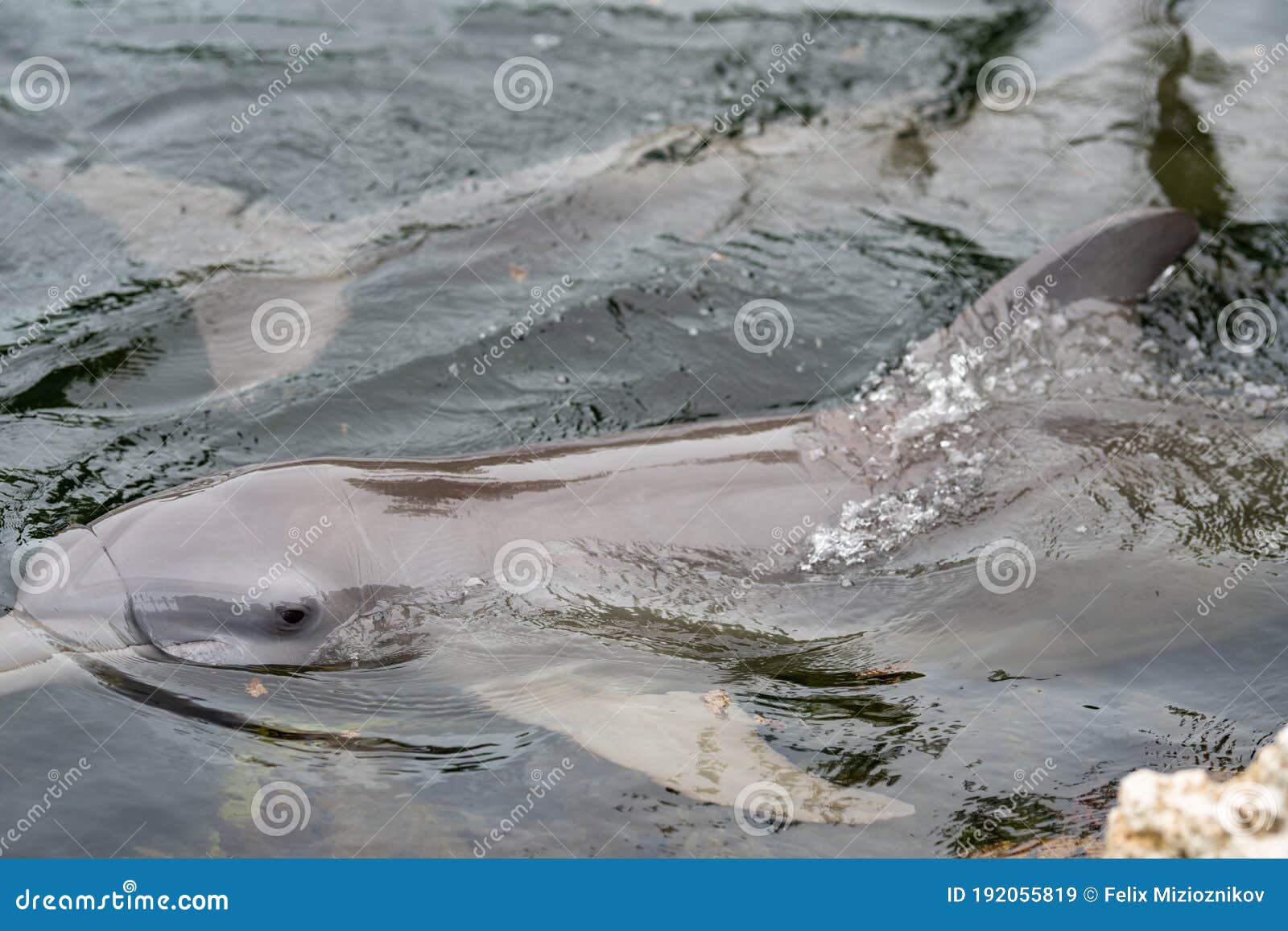 Dolphins in motion photo stock image. Image of dolphins - 192055819