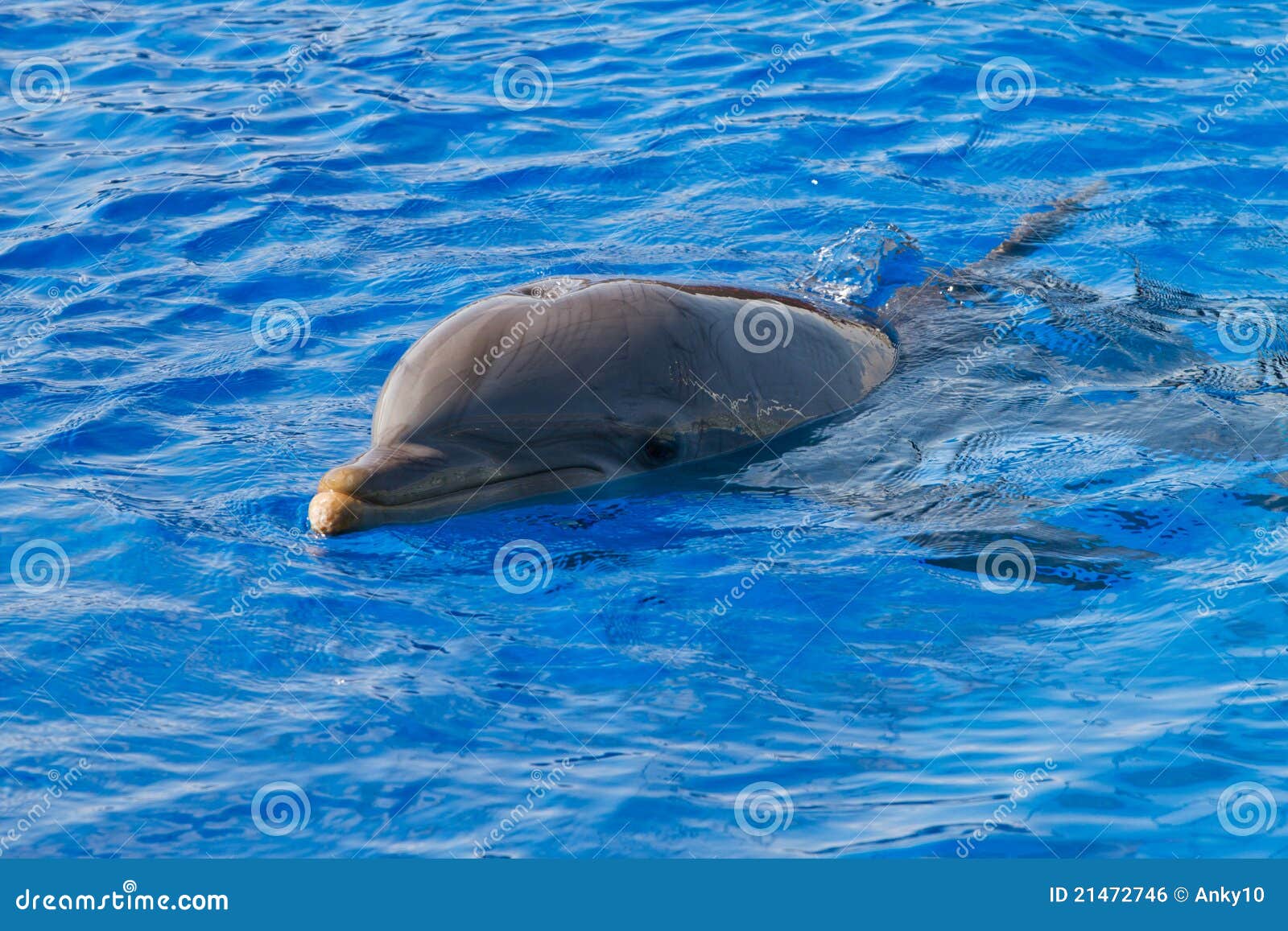 Dolphins stock photo. Image of mammal, outside, jumping - 21472746