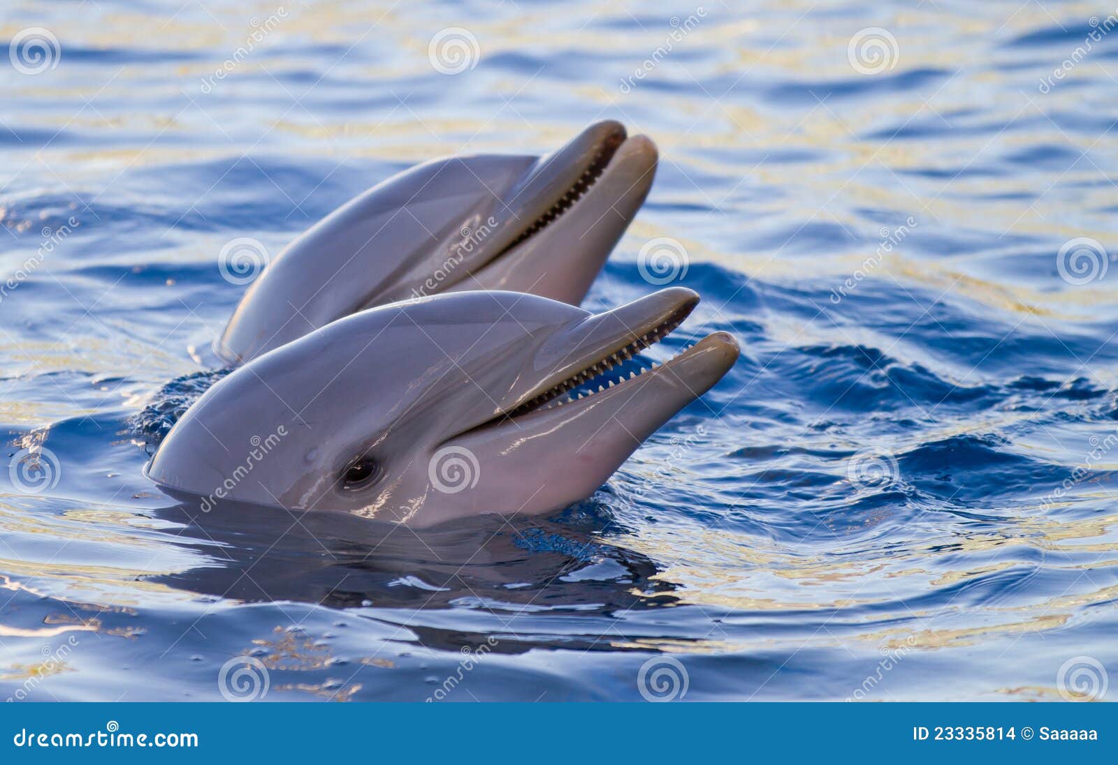 Dolphins stock photo. Image of closeup, aquarium, mouth - 23335814