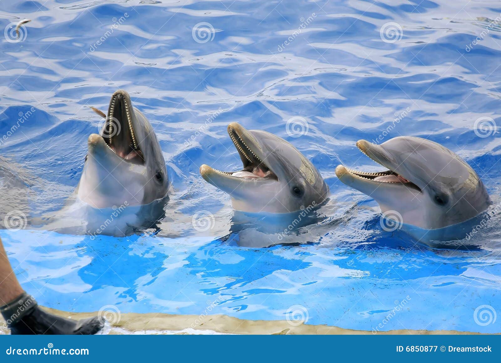 Dolphins stock image. Image of water, couple, holiday - 6850877
