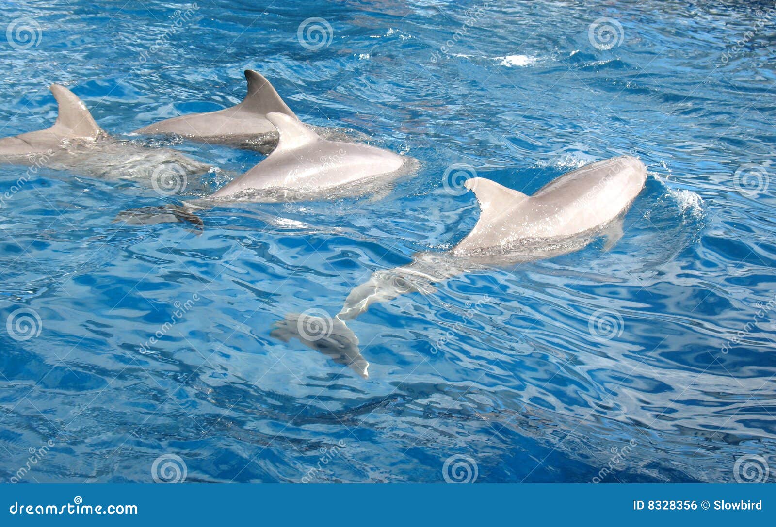 Dolphins stock photo. Image of green, miami, dolphin, marine - 8328356