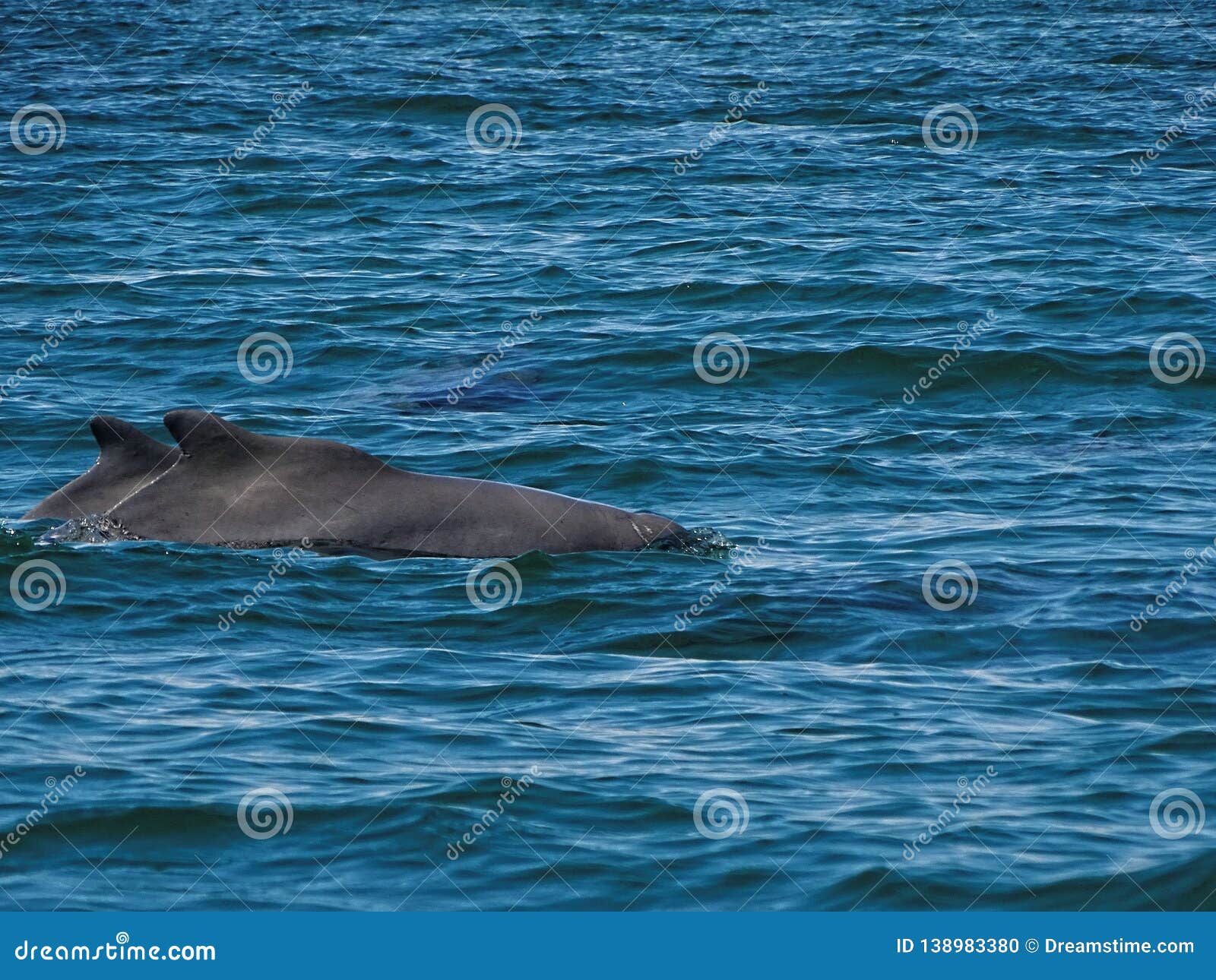 Dolphins in Arabic Sea, Oman Stock Photo - Image of mammals, nature ...